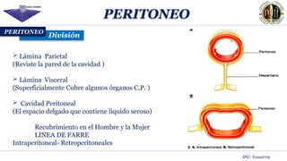 anatomia del peritoneo y sus anexos.pptx