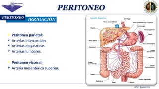 anatomia del peritoneo y sus anexos.pptx