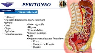 anatomia del peritoneo y sus anexos.pptx