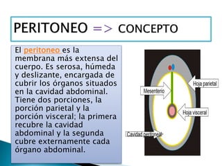 Peritoneo diviciones de la region abdominal | PPTX