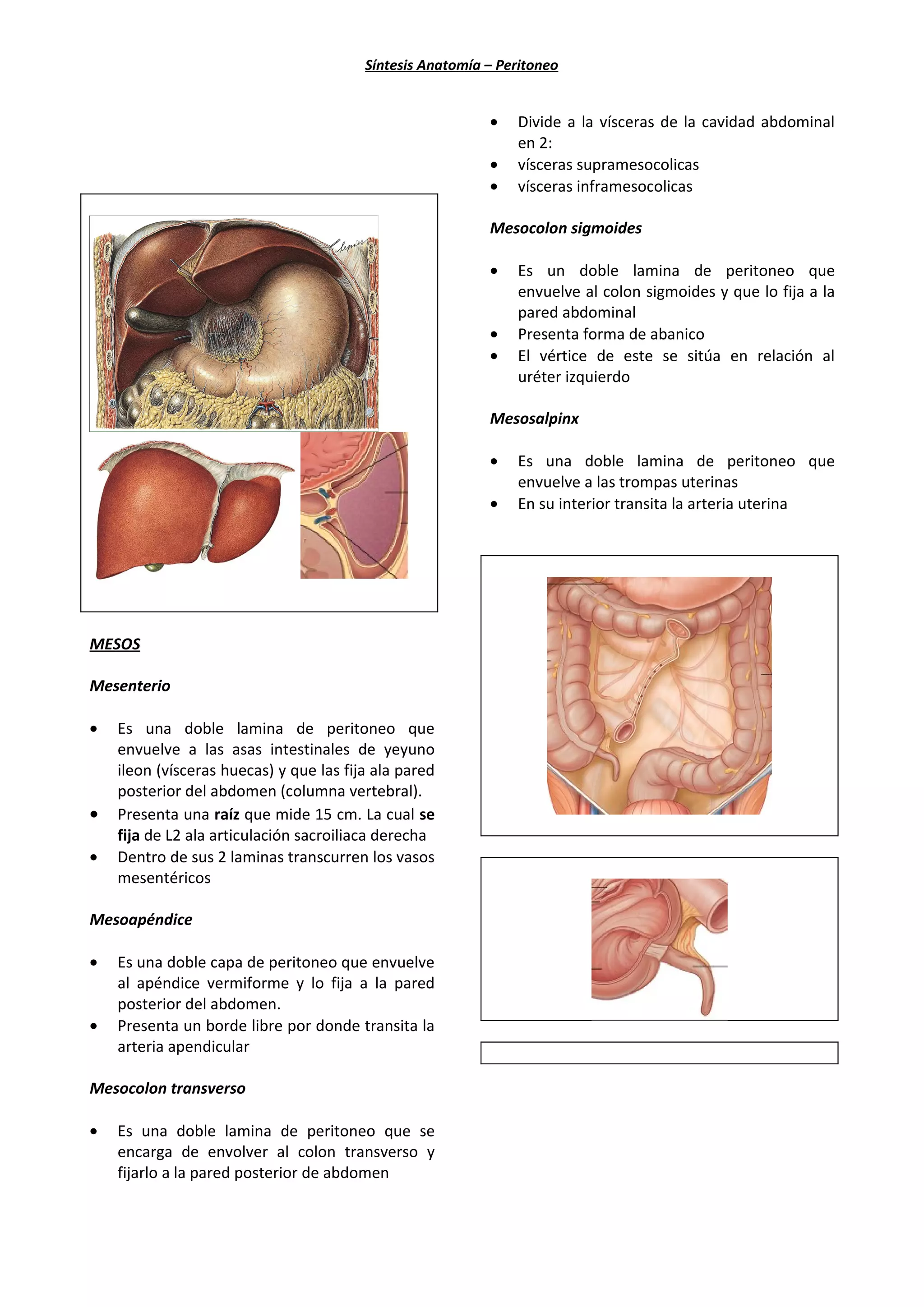 Peritoneo | PDF