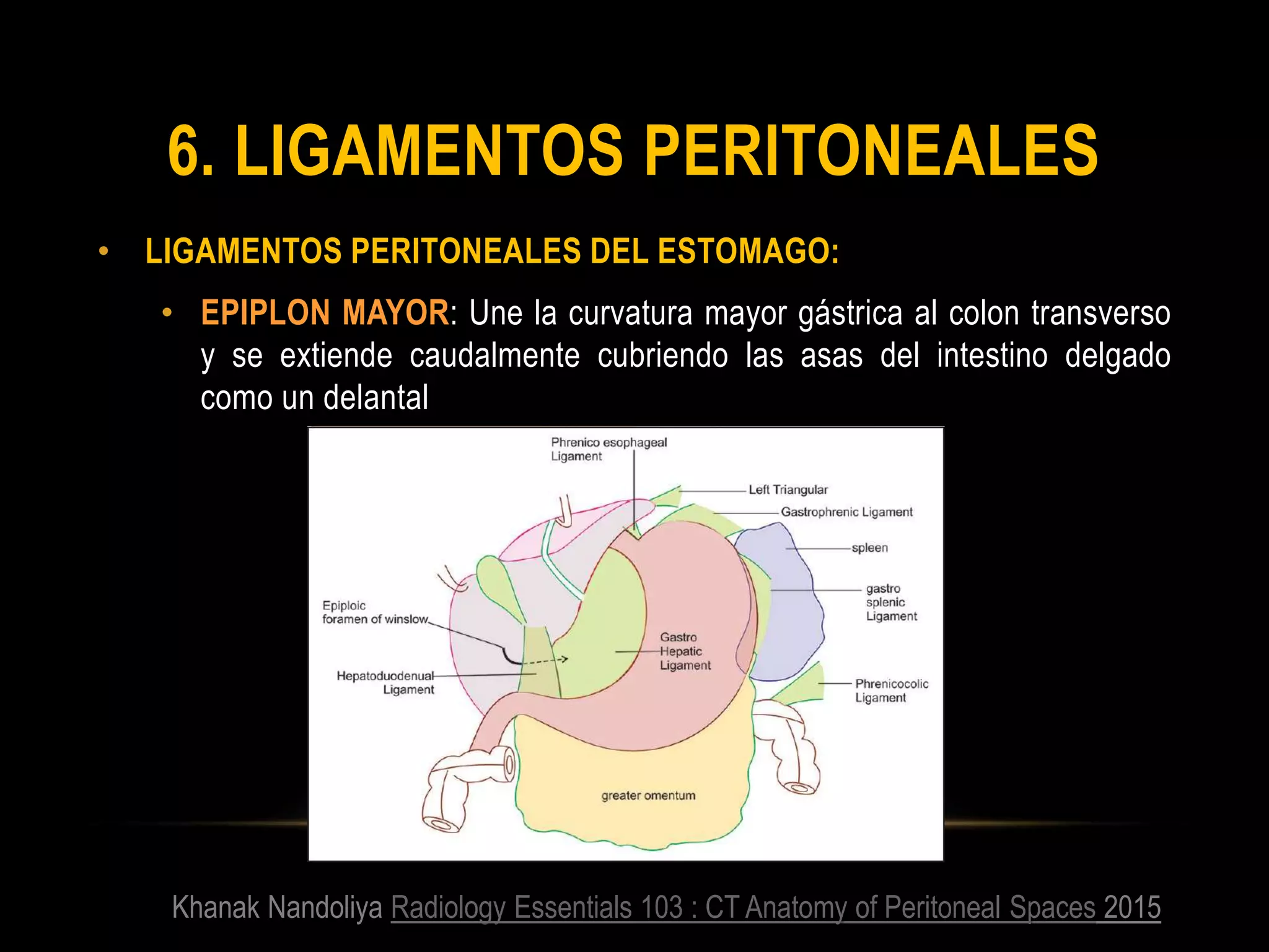 Peritoneo anatomia rm | PPTX