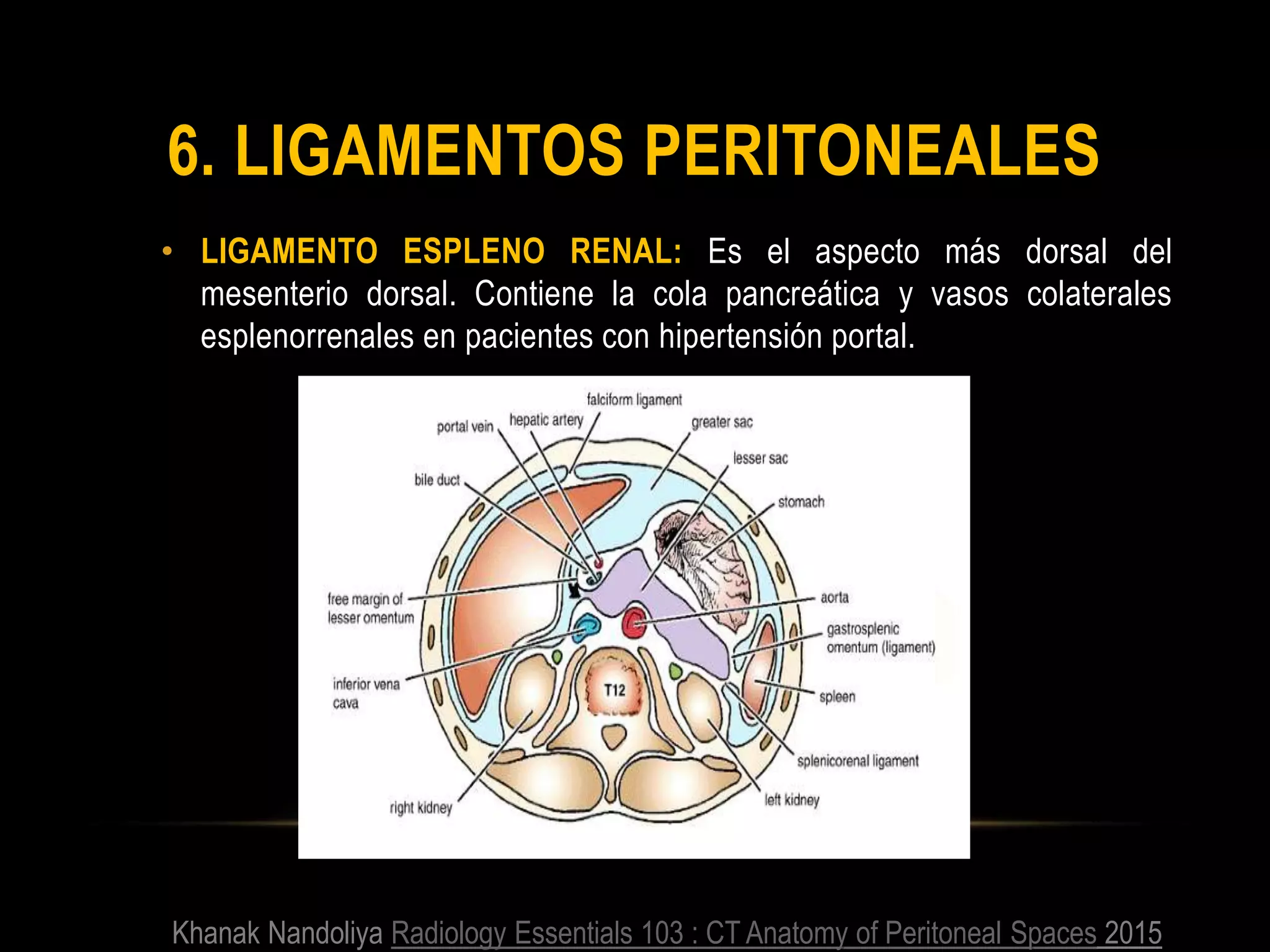 Peritoneo anatomia rm | PPTX