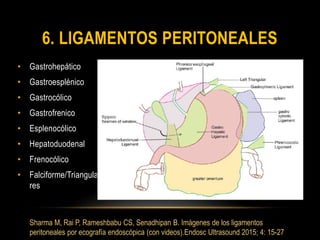 Peritoneo anatomia rm | PPTX