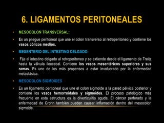 Peritoneo anatomia rm | PPTX