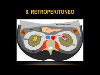 Peritoneo anatomia rm | PPTX