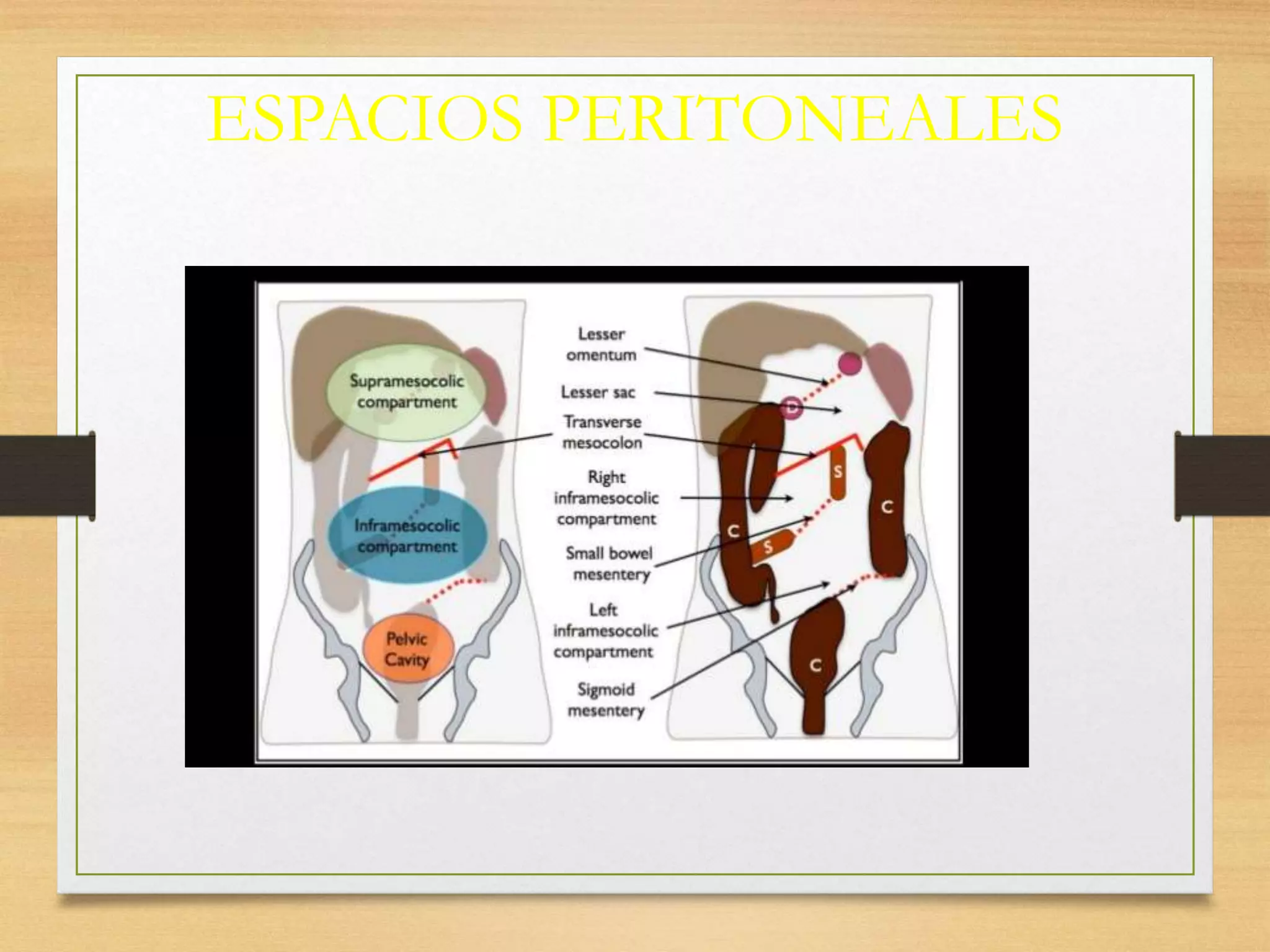 PERITONEO epiplon y mesenterio.pptx