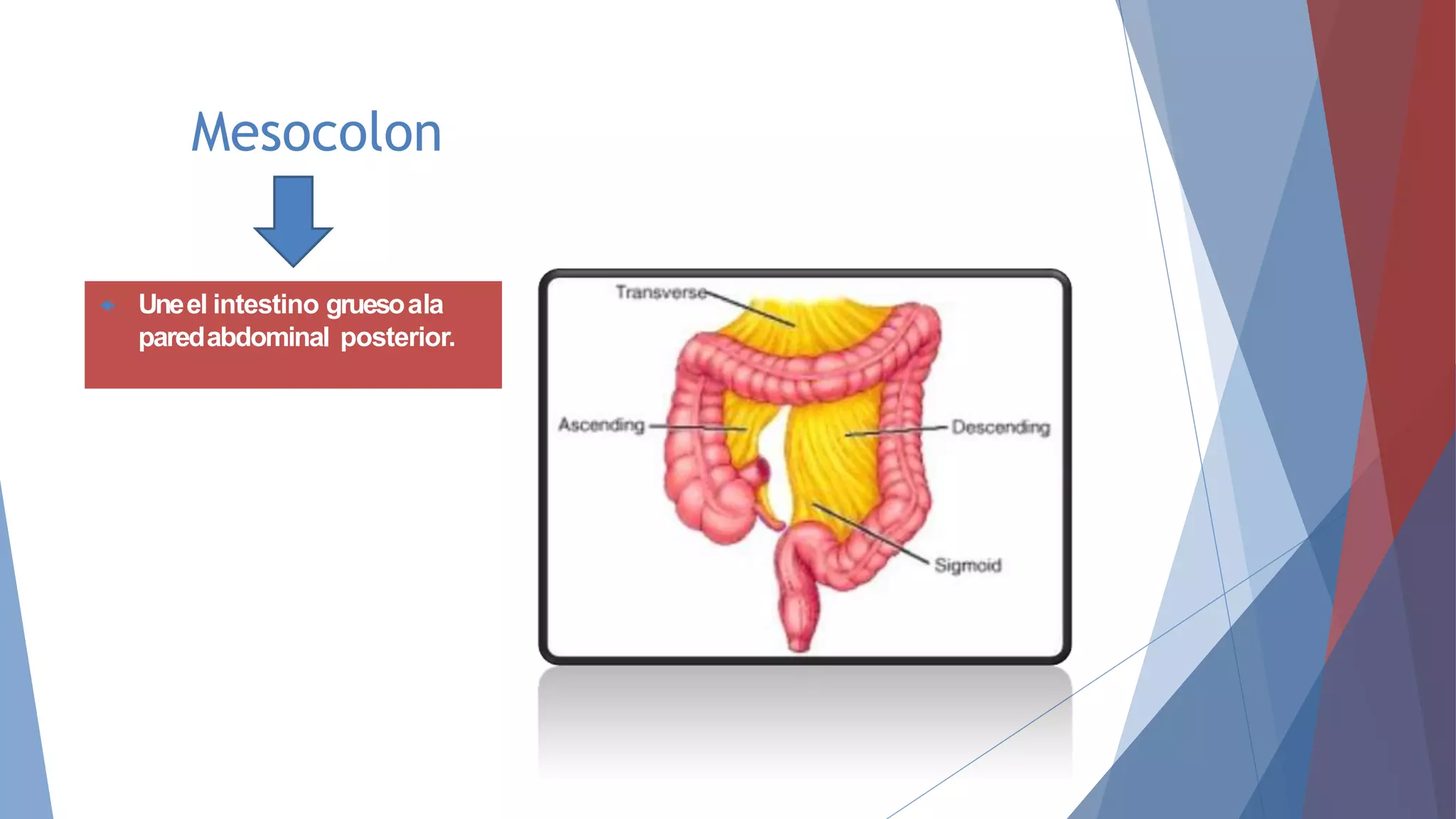 Anatomia del peritoneo | PPTX