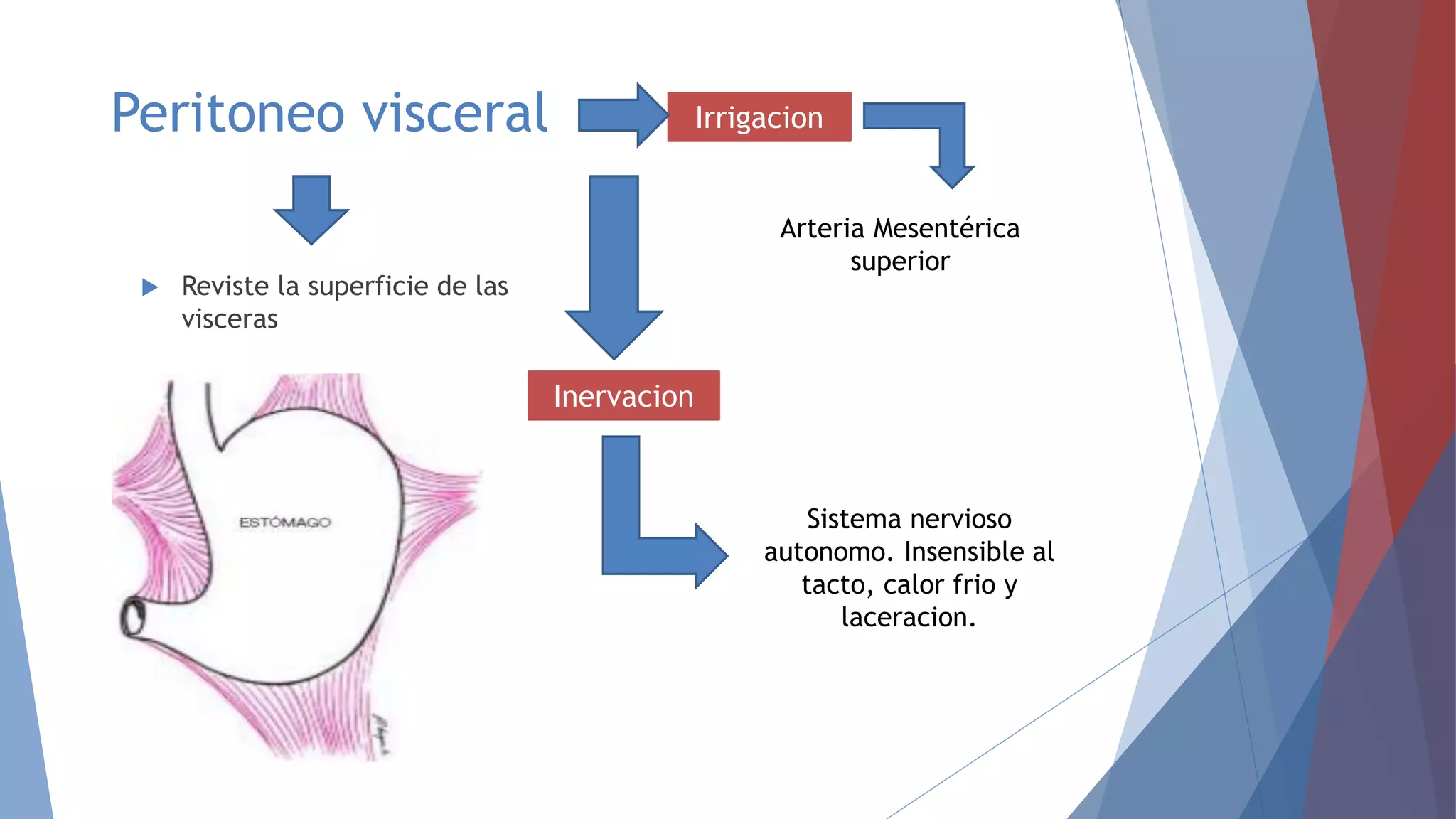 Anatomia del peritoneo | PPTX