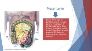 Anatomia del peritoneo | PPTX