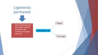 Anatomia del peritoneo | PPTX