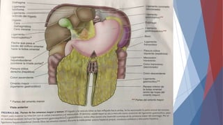 Anatomia del peritoneo | PPTX