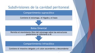 Anatomia del peritoneo | PPTX