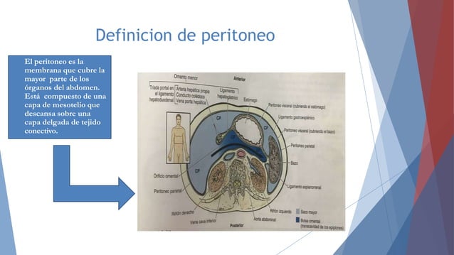 Anatomia del peritoneo | PPTX