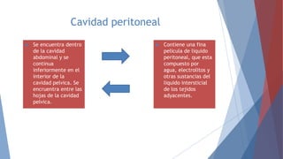 Anatomia del peritoneo | PPTX