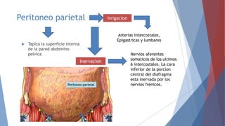 Anatomia del peritoneo | PPTX