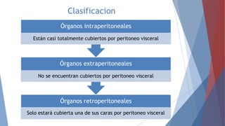 Anatomia del peritoneo | PPTX