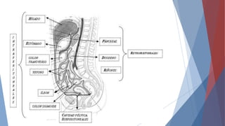 Anatomia del peritoneo | PPTX