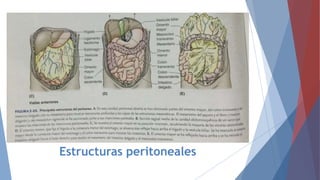 Anatomia del peritoneo | PPTX