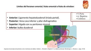 PERITONEO parietal y visceral fascias ligamentos .pptx