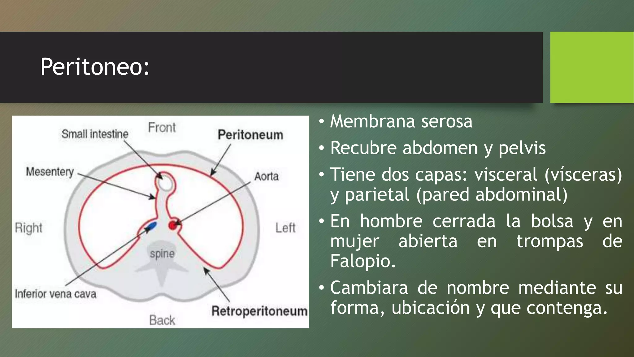 Peritoneo, Omentos y Mesos