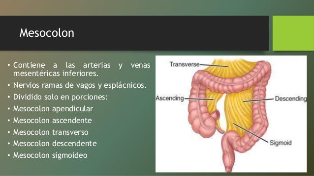 Peritoneo, Omentos y Mesos