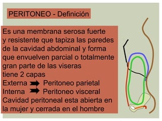 Peritoneo y 9 cuadrantes abdominales | PPT