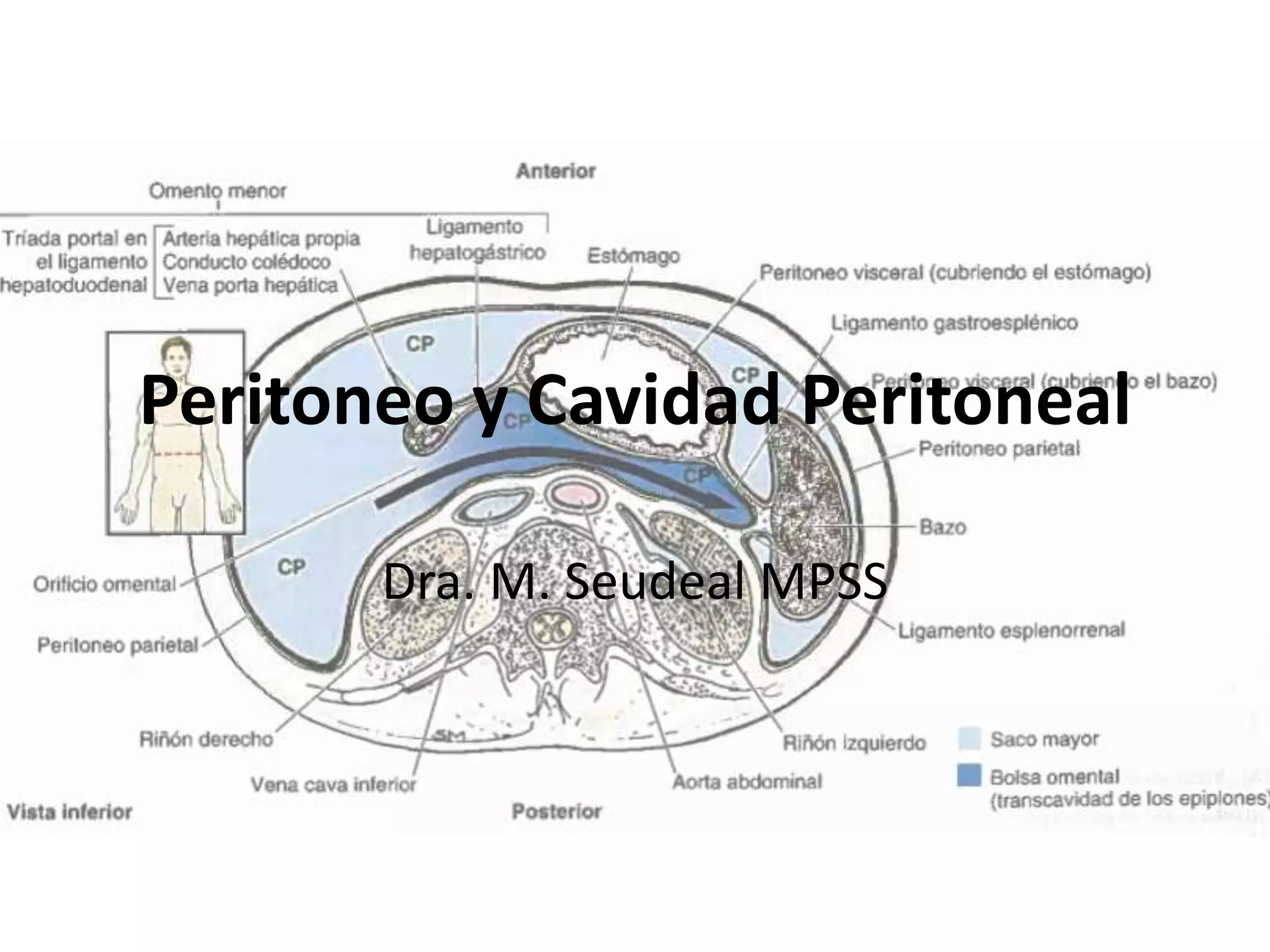 Peritoneo y Cavidad Peritoneal | PPTX