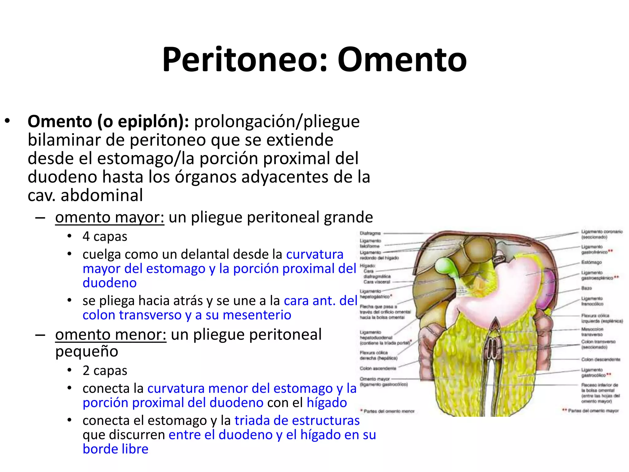 Peritoneo y Cavidad Peritoneal | PPTX