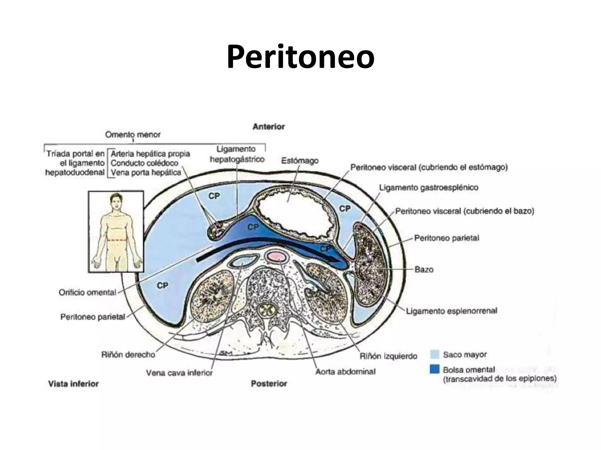 Peritoneo y Cavidad Peritoneal | PPTX