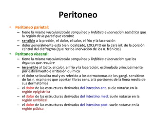 Peritoneo y Cavidad Peritoneal | PPTX
