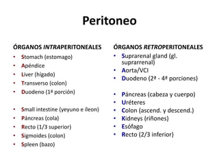 Peritoneo y Cavidad Peritoneal | PPTX
