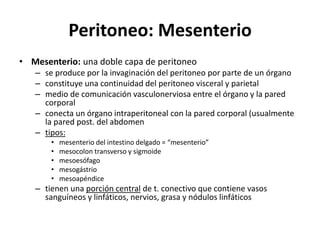 Peritoneo y Cavidad Peritoneal | PPTX