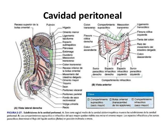 Peritoneo y Cavidad Peritoneal