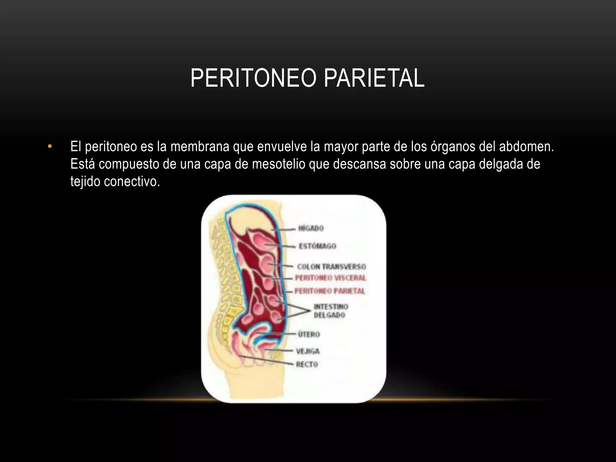 Peritoneo y cavidad abdominal y sus cuadrantes | PPTX