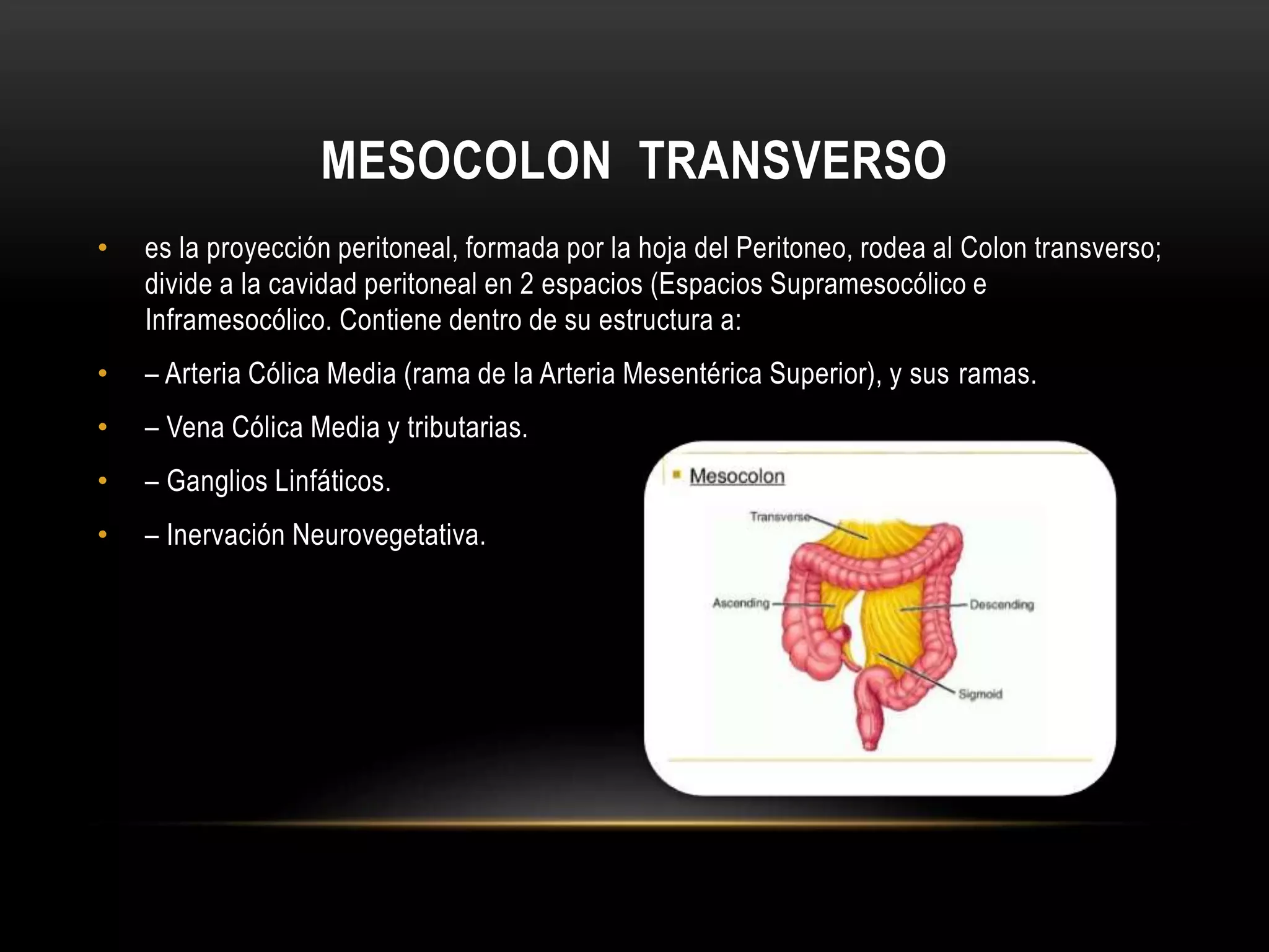 Peritoneo y cavidad abdominal y sus cuadrantes | PPT