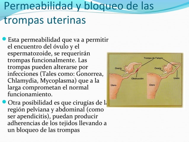 Peritoneo y cavidad peritoneal | PPT