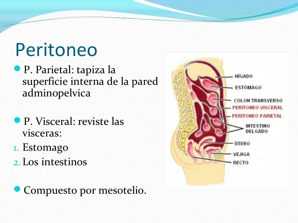 ¿Qué es la cavidad peritoneal? Curiosoando - studentassignmentsupport