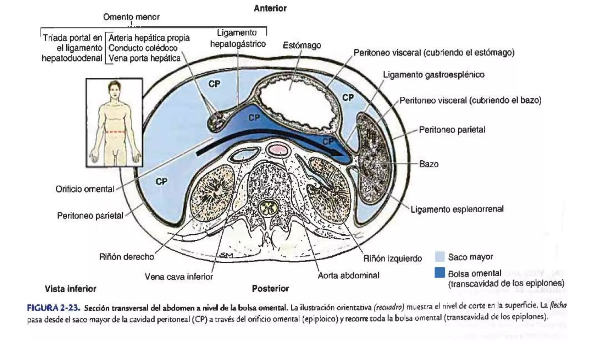 Peritoneo y cavidad peritoneal | PPT