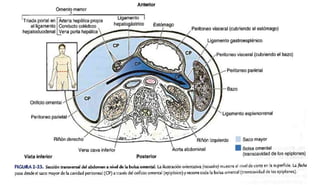 Peritoneo y cavidad peritoneal | PPTX