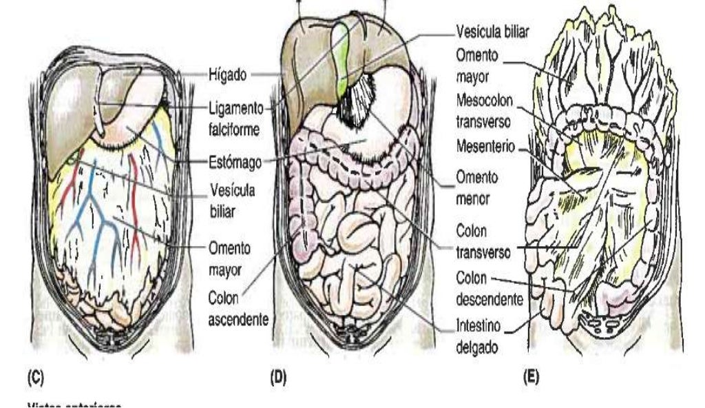 Peritoneo y cavidad peritoneal