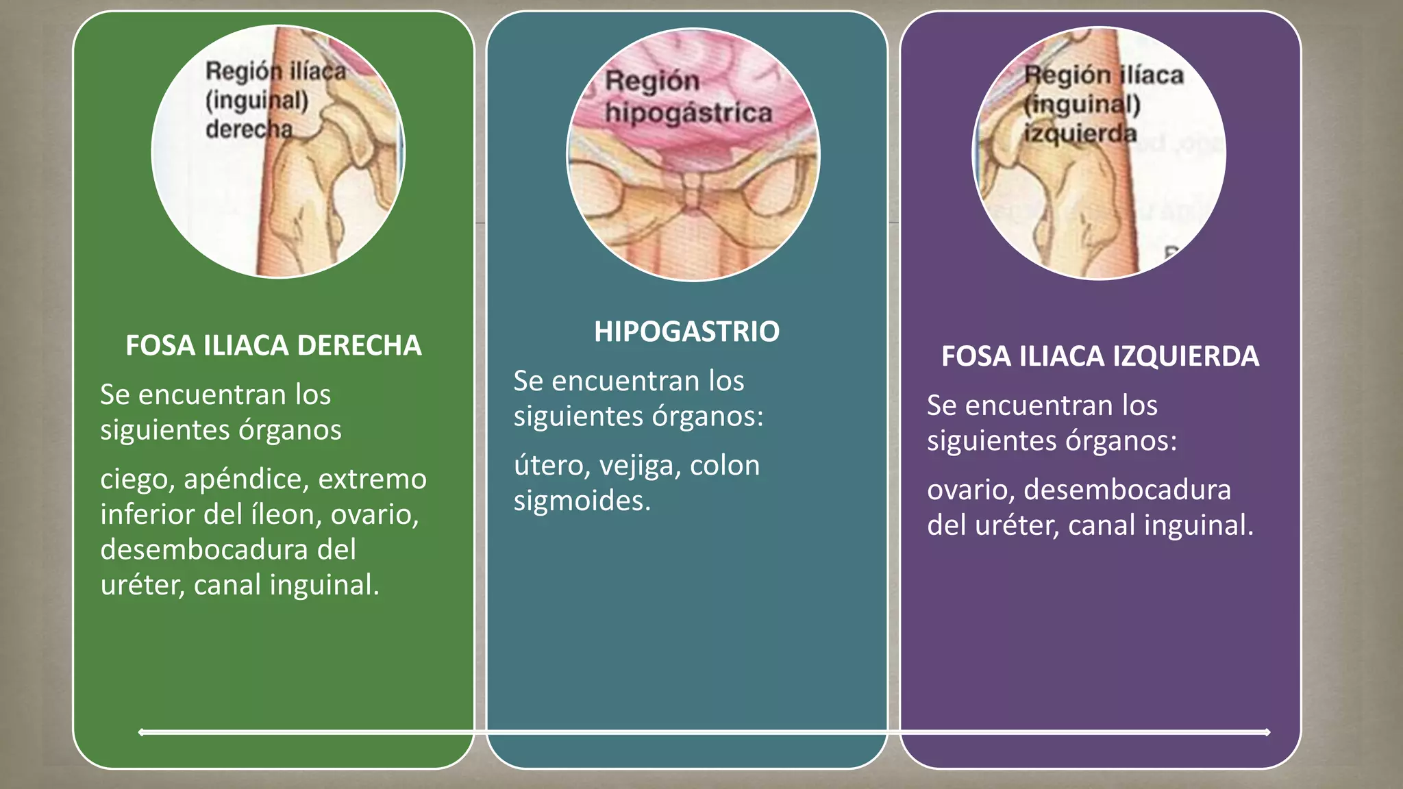 Peritoneo y cavidad peritoneal | PPTX | Surgery | Medical Health