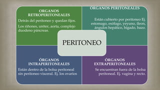 Peritoneo y cavidad peritoneal | PPTX