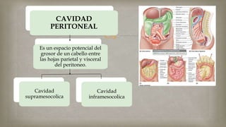 Peritoneo y cavidad peritoneal | PPTX