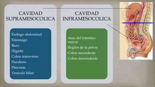 Peritoneo y cavidad peritoneal | PPTX