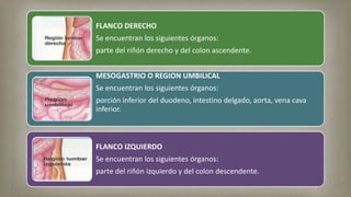 Peritoneo y cavidad peritoneal | PPTX