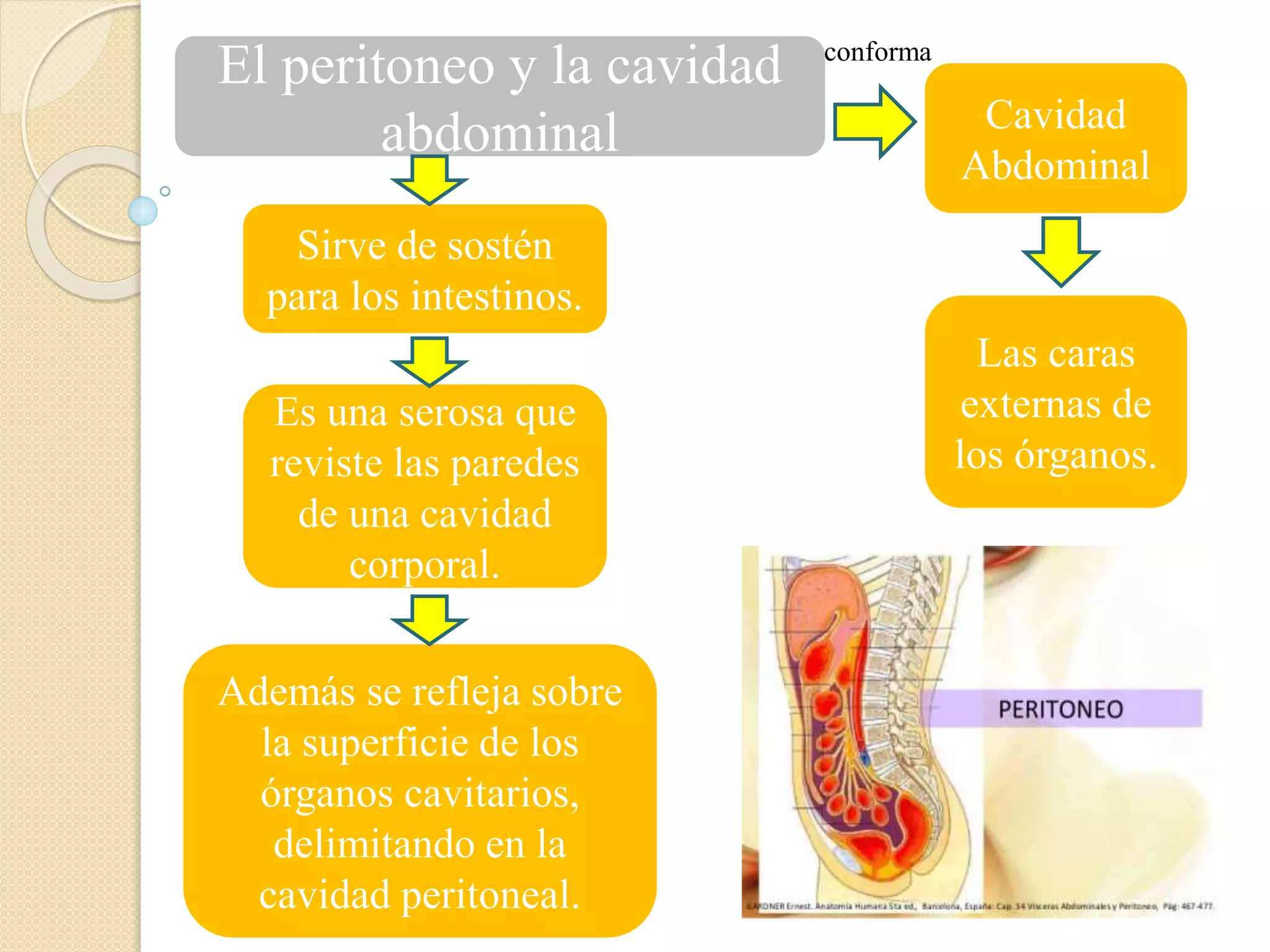 Peritoneo y cavidad peritoneal | PPTX