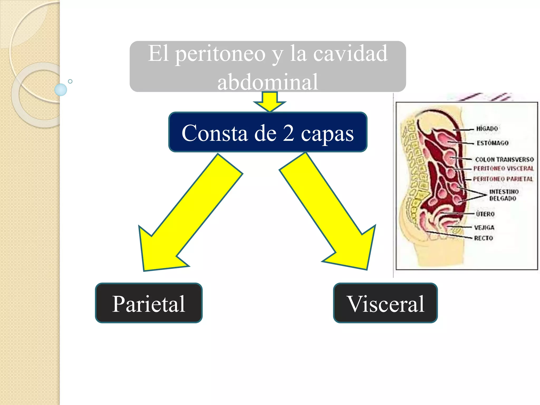 Peritoneo y cavidad peritoneal | PPTX