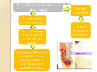 Peritoneo y cavidad peritoneal | PPTX