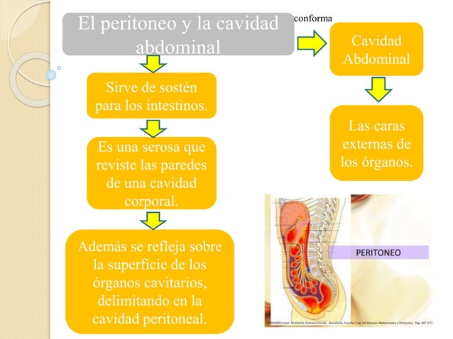 Peritoneo y cavidad peritoneal | PPTX